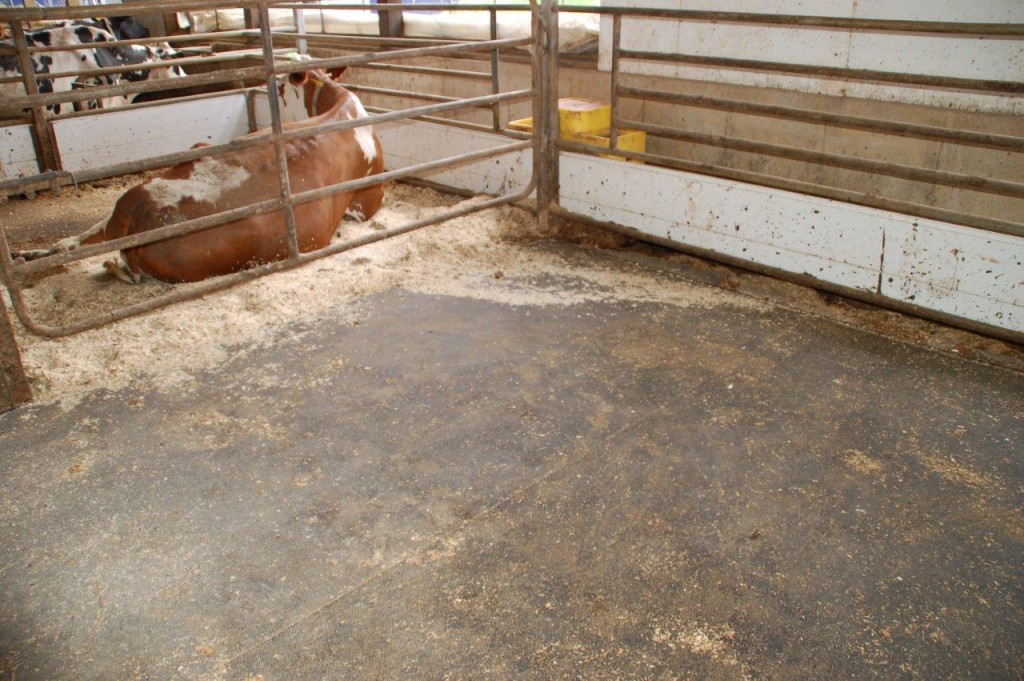 Where it all begins: solutions to keeping a clean calving pen « North ...