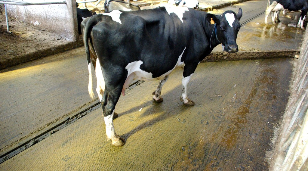 Rubber Flooring Makes for Confident Cows « North Brook Dairy